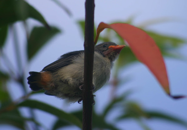 Mistletoe Bird | Project Noah