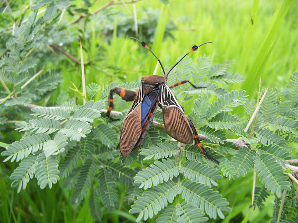Tantarria (giant mesquite bug) | Project Noah