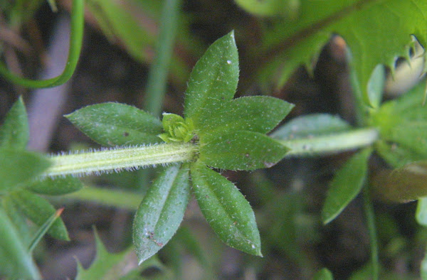 Field Madder | Project Noah