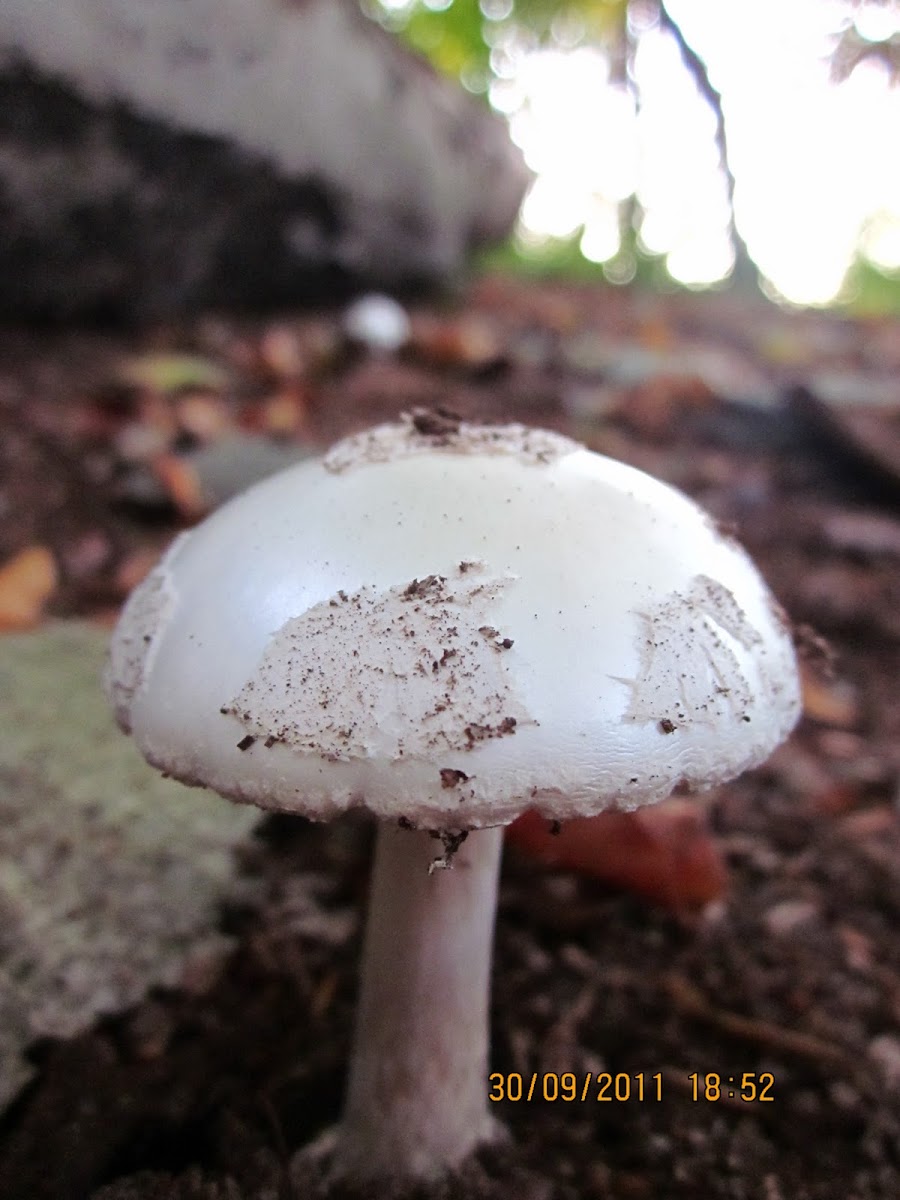 fool's mushroom, Destroying angel or the mushroom fool | Project Noah