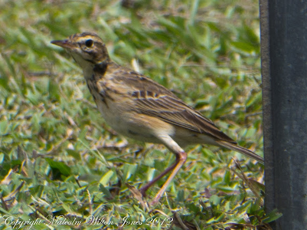 Richard's Pipit | Project Noah