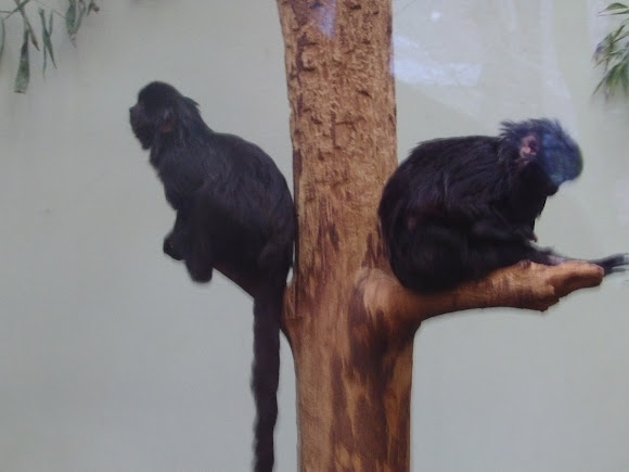 Springtamarin | Project Noah