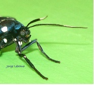 Ctenuchidae, wasp-moth? | Project Noah