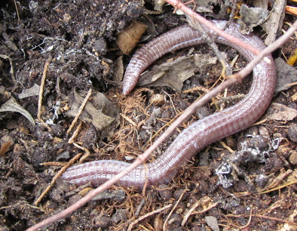 Iberian worm lizard | Project Noah