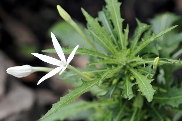 Bunga Katarak / Kitolod (Ind) or Lidah Payau (Malay) | Project Noah