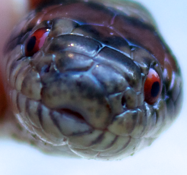 Red Milk Snake | Project Noah