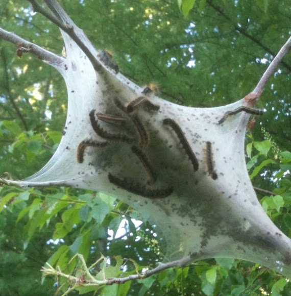 Army worms | Project Noah