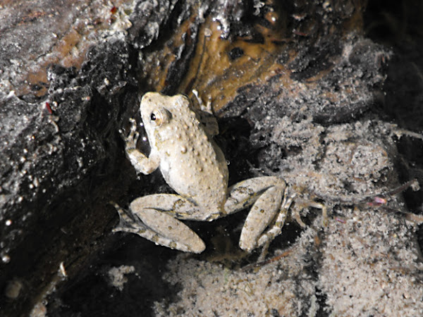 Northern Cricket Frog | Project Noah