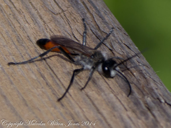 Sand Digger Wasp | Project Noah