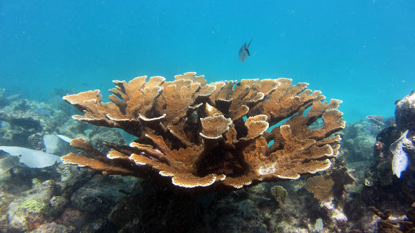 Elkhorn Coral | Project Noah