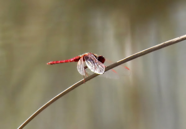 Red Basker | Project Noah