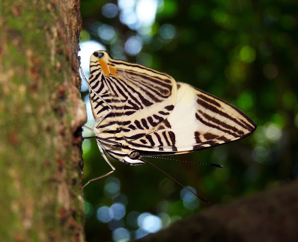 Zebra Mosaic - Mariposa Cebra | Project Noah