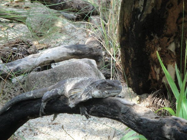 Frilled dragon | Project Noah