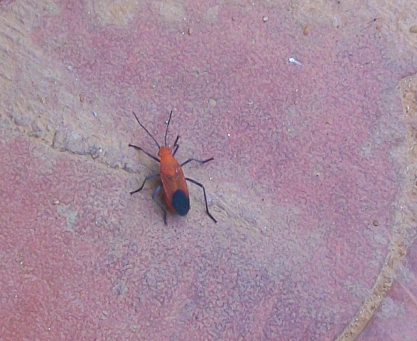 Cotton Stainer Bug | Project Noah