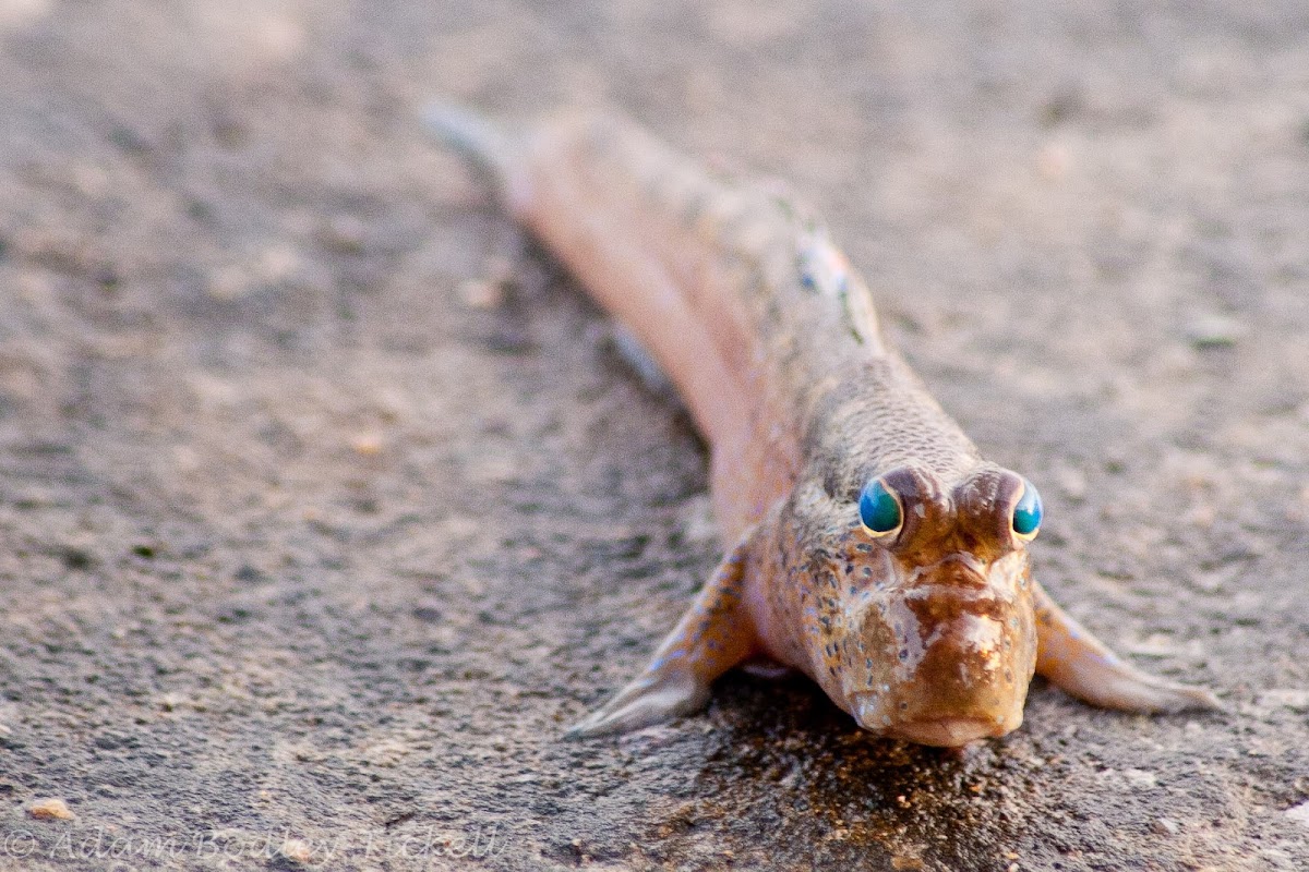 Mudskipper | Project Noah