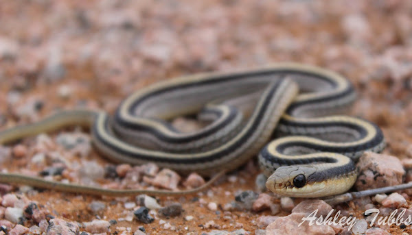 Texas Patchnose Snake | Project Noah