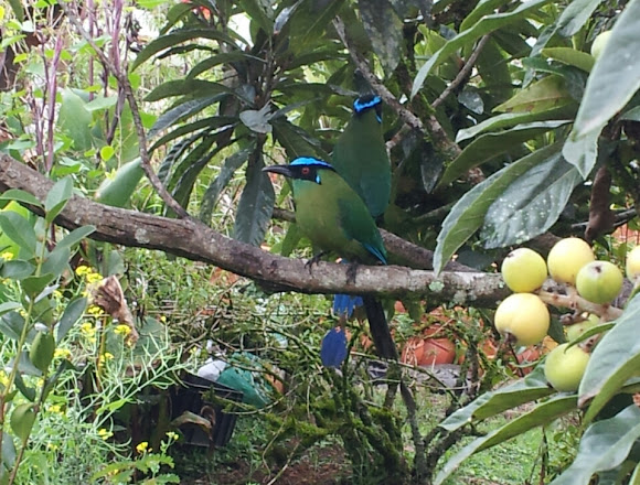 Pájaro Péndulo | Project Noah