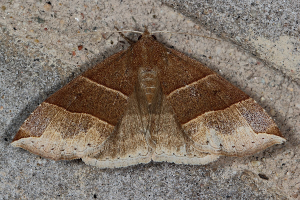 Maple Looper Moth | Project Noah