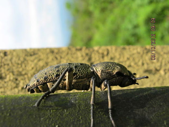 Ironclad Beetle | Project Noah