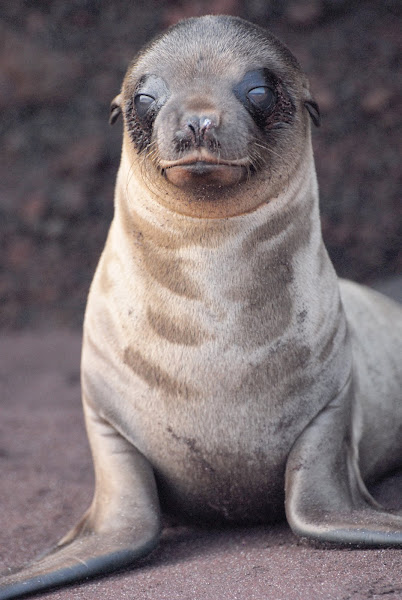 Sea Lion | Project Noah