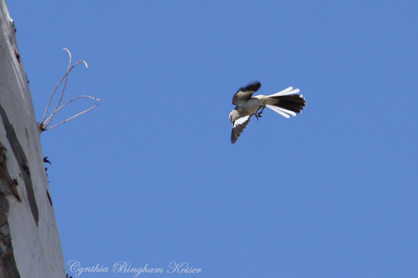 (Male) Northern Mockingbird | Project Noah