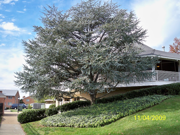 Blue Atlas Cedar | Project Noah