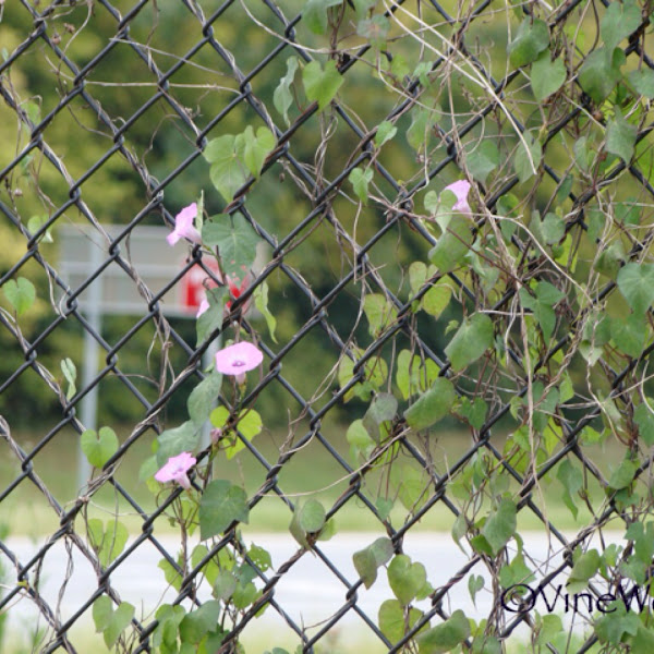 Sharp-Pod Morning Glory. | Project Noah