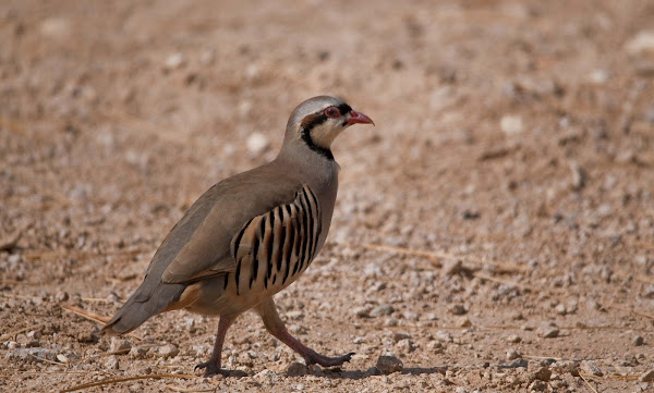 Chukar Partridge | Project Noah
