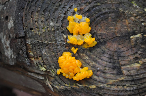 Yellow Brain | Project Noah