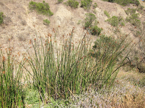 California Bulrush | Project Noah