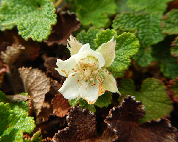 Creeping Raspberry | Project Noah