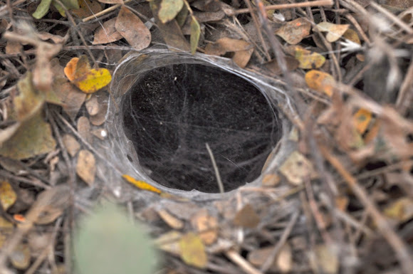 Tarantula Hole | Project Noah