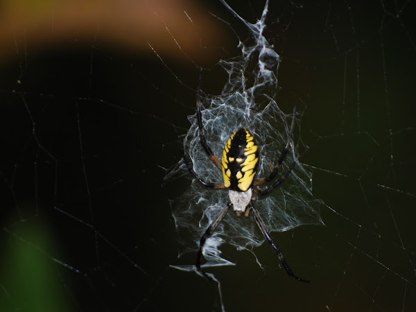 Black and Yellow Garden Spider, Writing Spider, or Corn Spider ...
