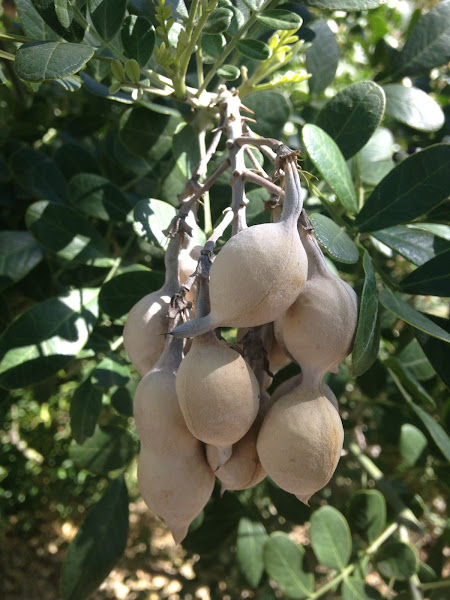 Mescal Bean | Project Noah