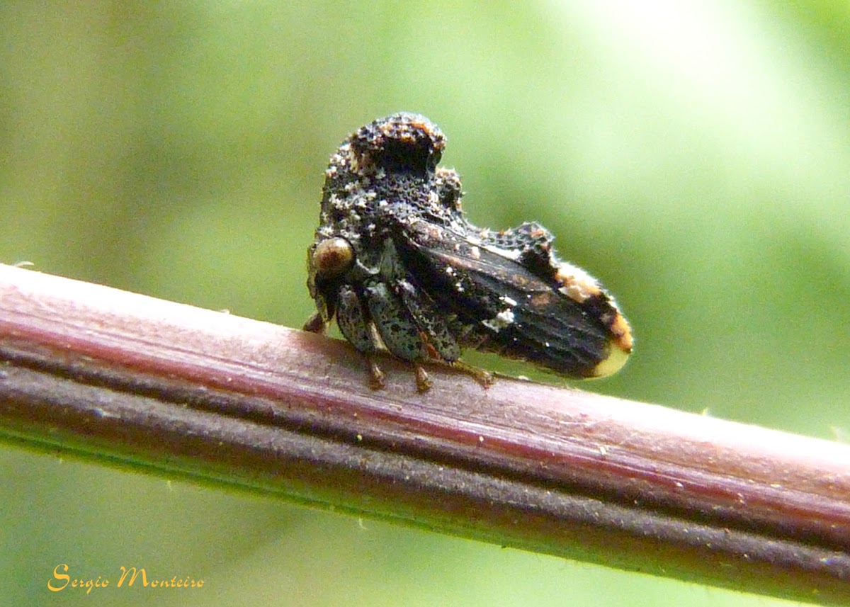 Membracid treehopper | Project Noah