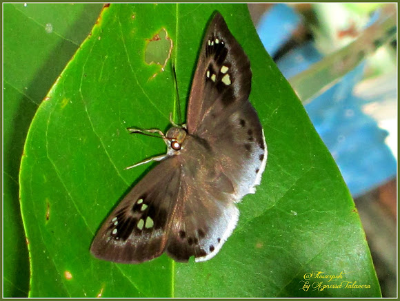 Philippine Common Snow Flat | Project Noah