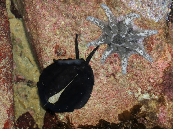 Elephant Snail | Project Noah