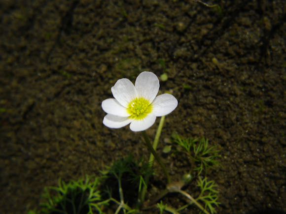 White Water-buttercup/Fijne Waterranonkel | Project Noah