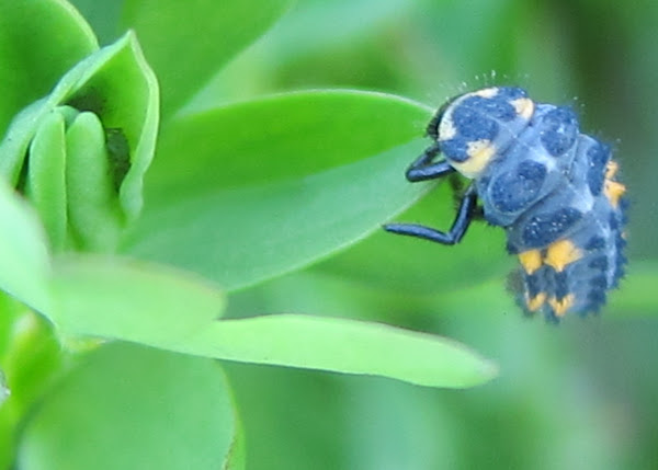 Seven-Spotted Ladybug Larvae | Project Noah