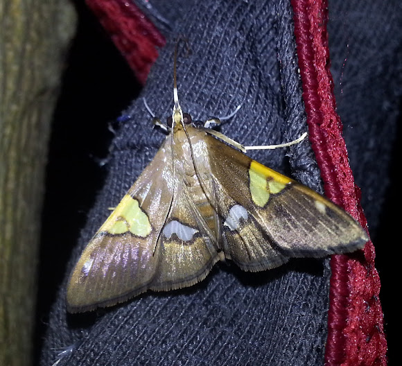 Crambid Moth | Project Noah