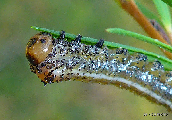 Spitfires Sawflies Grubs | Project Noah