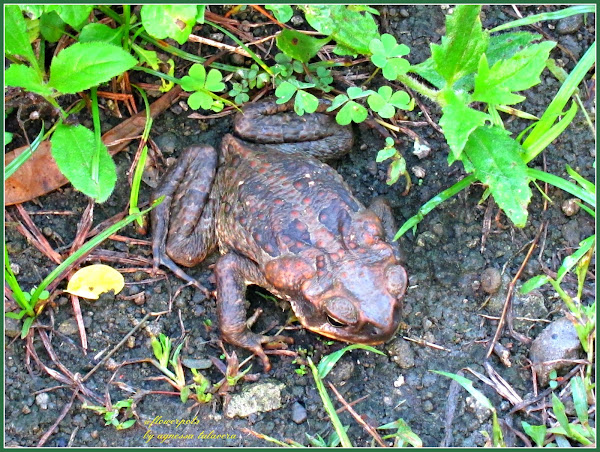 Cane Toad (Juvenile) | Project Noah