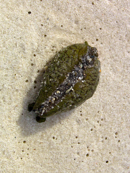 Sea hare | Project Noah