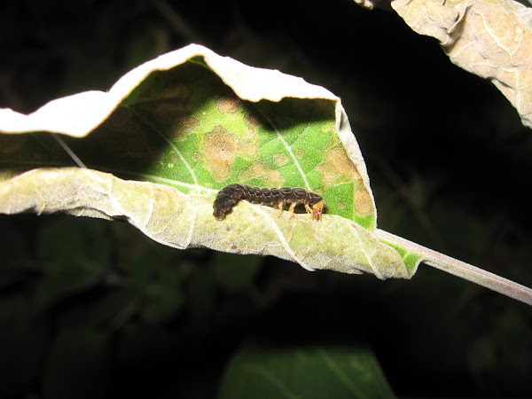 Beetle larva | Project Noah