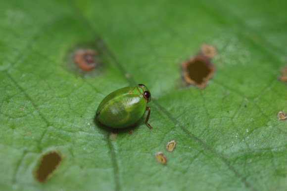 Issid Planthopper | Project Noah