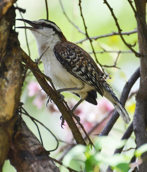 Rufous-naped Wren | Project Noah
