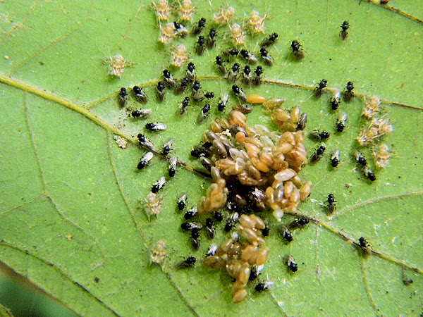 planthopper eggs & nymphs and wasps | Project Noah