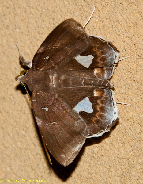 Noctuid Moth | Project Noah