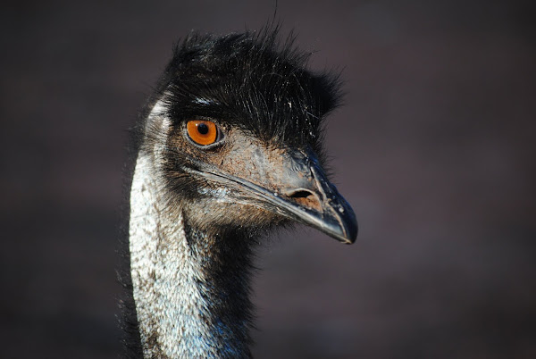 Emu | Project Noah