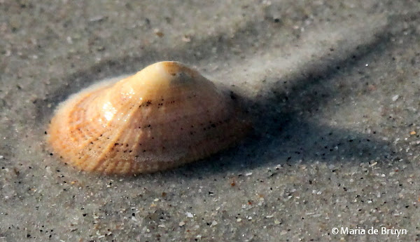 Cayenne keyhole limpet | Project Noah